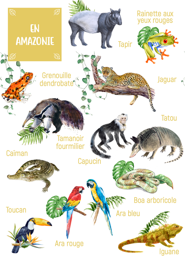 Posters des animaux d'Amazonie – Ma Petite Planète Montessori